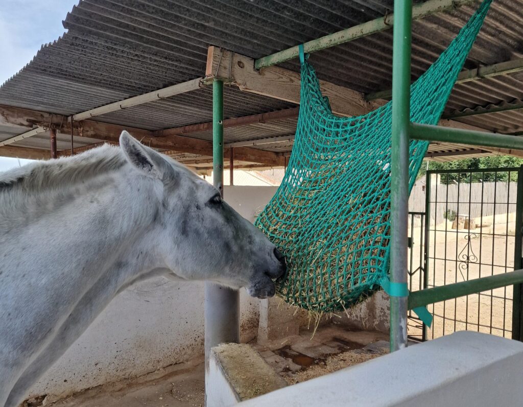 Blog - Real Slow Feeding